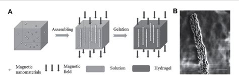 Figure 1 From Magnetic Hydrogels With Ordered Structure For Biomedical