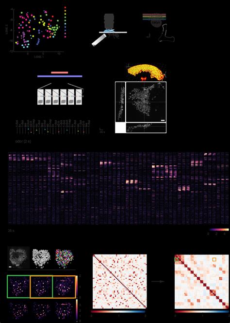 Population Representations Of Odor In The Fly Mb At Cellular Download Scientific Diagram