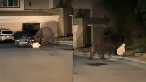 Captaron A Un Oso Negro Que Buscaba Comida En Monterrey Infobae