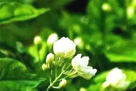 芝麻信用768分怎样申请韩国签证