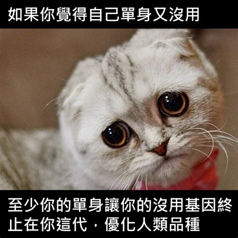 我真的很不錯 梗圖板 Dcard