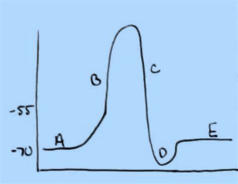 Exam V Chapter Set Diagram Quizlet
