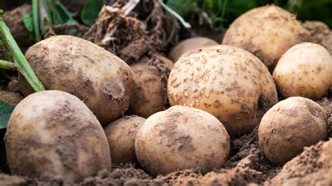 A New Zealand Couple May Have Just Found The Worlds Largest Potato