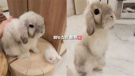 토끼가 쫄따구와 진정한 친구를 구분 짓는 법 Youtube