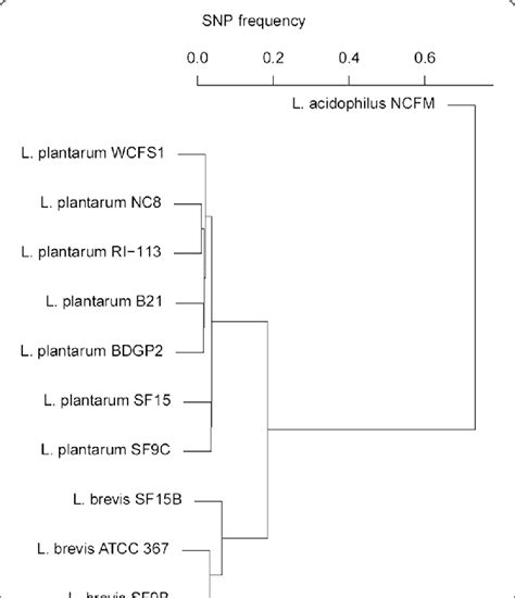 Hierarchical Clustering Of Multiple Lactobacillus Genomes Based On