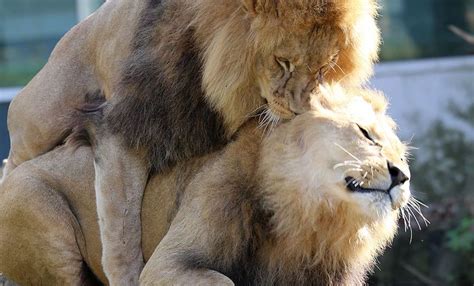 Homosexuality In The Animal Kingdom