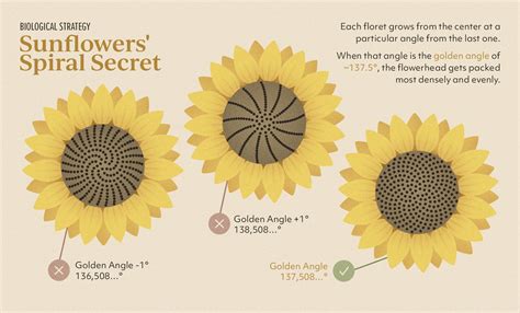 Fibonacci Sequence Flower Fibonacci Sequence Flower