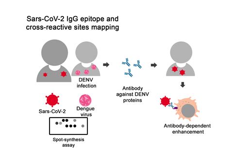 Humoral Response To Dengue Virus Infections Potentiates Antibody