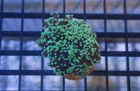 Frogspawn Ultra
