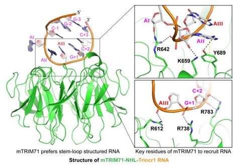 Molecular Mechanism Governing RNA Binding Pro EurekAlert
