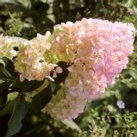 Гортензия метельчатая "Magical Sweet Summer" - купить саженцы в ...