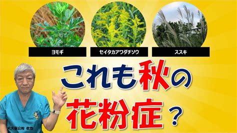 秋の花粉症はブタクサの他にヨモギやイネ科も原因？大久保公裕先生がやさしく解説 Youtube