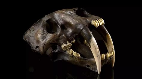 Two New Species Of Ancient Sabertooth Cats Identified From Fossils Discovered In Africa United