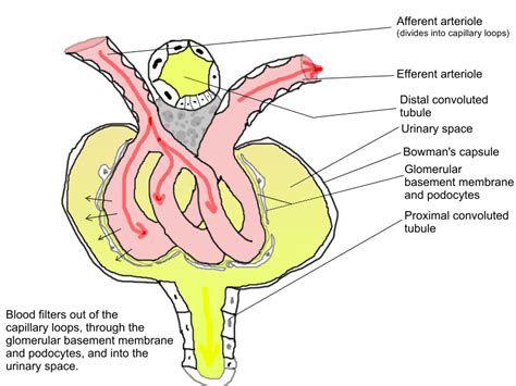 Difference Between Afferent And Efferent Arterioles Definition Anatomy Physiology