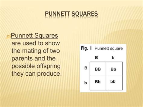 mendels laws of inheritance pptx gardening home and garden