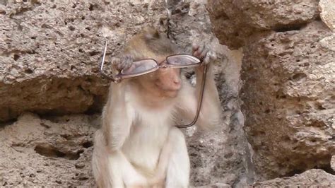 развивающий мультик басня И Крылова Мартышка и очки Очки Старость Начальная школа