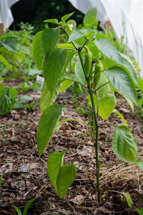Het Kweken Van De Groene Paprikas Onrijpe Peper Stock Afbeelding Image Of Stam Paprika