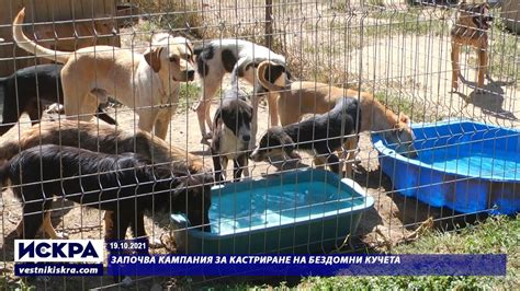 19 10 2021 Започва кампания за кастриране на бездомни кучета Youtube