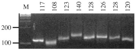 examples of primer pairs that amplified simple sequence repeat