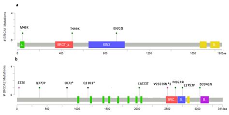 Lollipop Plots Showing The Distribution Of Novel Brca1 Variants A And