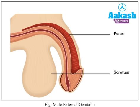 Testes Male Reproductive System Male Primary Sex Organ Structure And