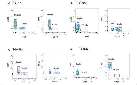 Lymphocyte Subset Analysis For Scid Samples Were Analyzed By Flow Download Scientific