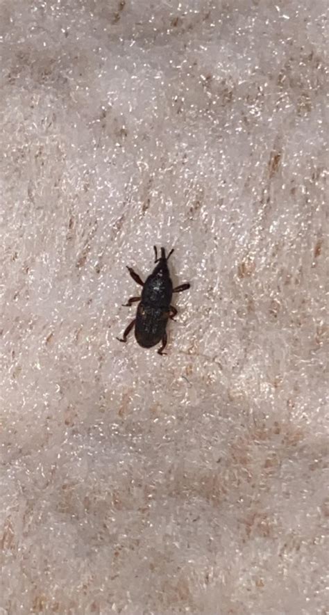 hi i m terrified can you please tell me wtf this is i found 2 of