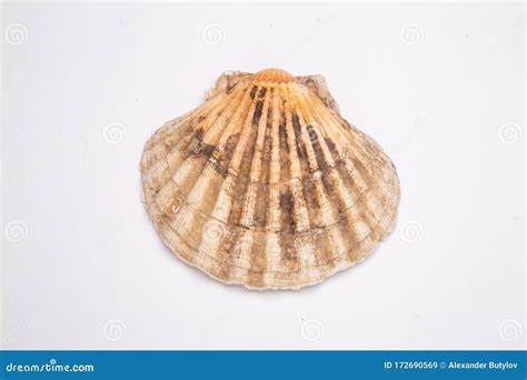 Pectinidae Scallop Shell On A White Background Close Up Stock Image Image Of White Marine