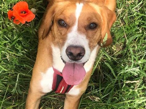 Cockerdor Dog Breed Ukpets