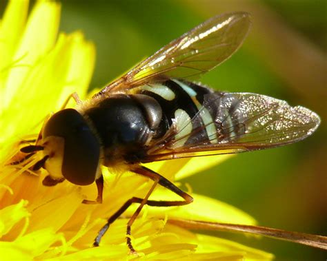 Discussion Forum Male Syrphid From Bavarian Alps