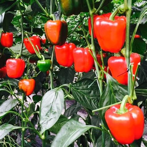 Blocky Elite Agricultural Services