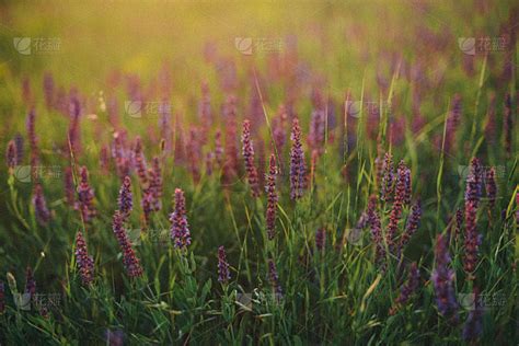 田野里开着紫色的薰衣草花有花的田野小山和夕阳的背景