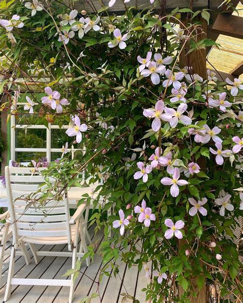 A Step By Step Guide To Grow Clematis On Trellis