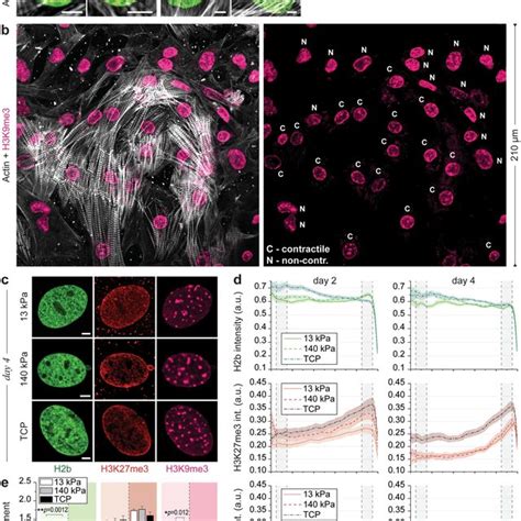 Determining The Ratio Of Contractile Cms To Non Contractile Cells In Download Scientific