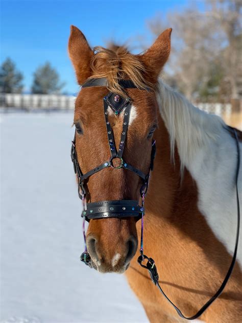 Rainbow Designer Hackamore Bridle Show Bridle Bitless Etsy