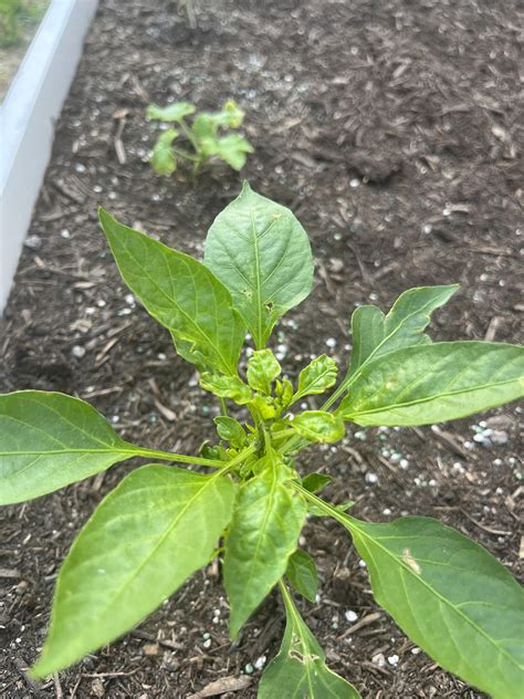 Calcium Deficiency Chili Chili