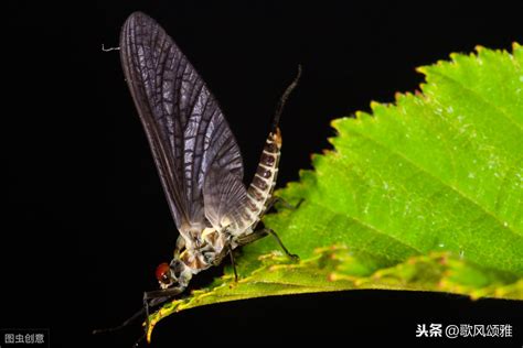 诗经曹风鸤鸠 诗经收录了 成语词句网
