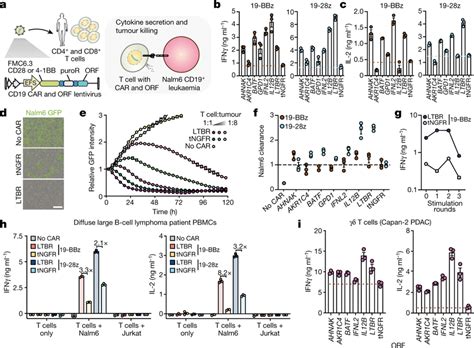 Top Ranked Genes Improve Antigen Specific T Cell Responses And Tumour Download Scientific
