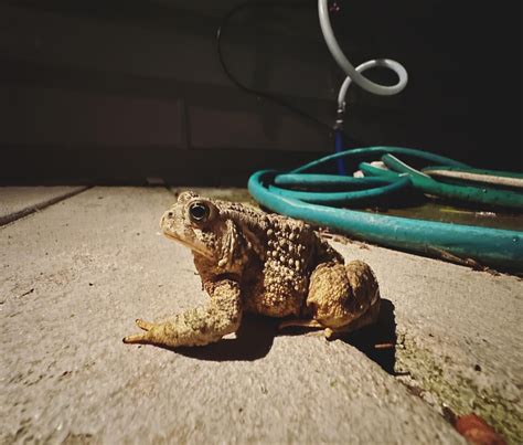 Lovely Western Toad Rtoads