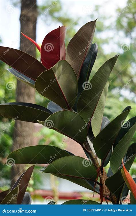 Ficus Elastica Also Known As The Rubber Fig Rubber Bush Rubber Tree In Nature Stock Image