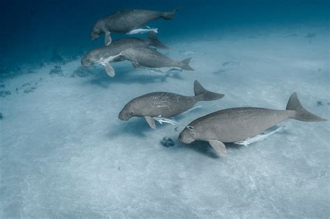 Dugongs In Vanuatu Seagrass Guardians Oceanographic
