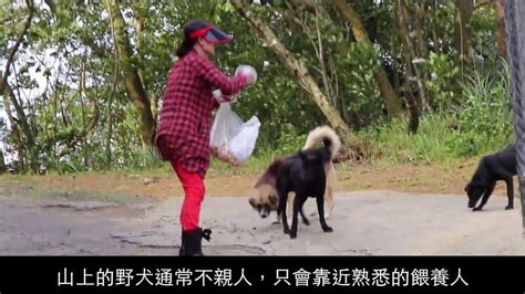 【相信動物】訪問抓紮流浪狗十年的捕犬員：你有沒有哪一刻，想說再也不做了 Youtube