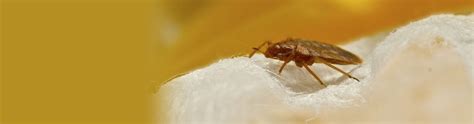 Bed Bug Exterminator Brownsville Tx Best Bed Bug Exterminator