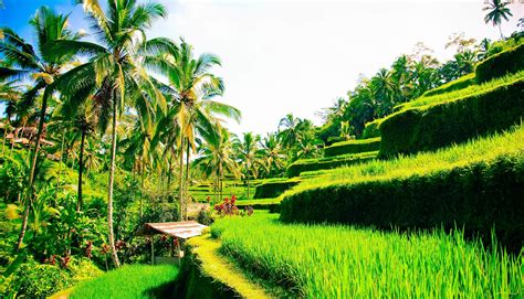 هزینه سفر به اندونزی با تور بالی