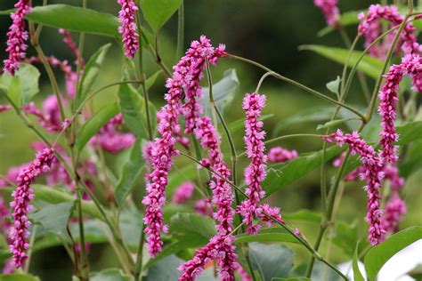 8月17日 オオケタデの花言葉 オリジナルなプレゼントがつくれる山本彩代のフラワーアレンジメント教室