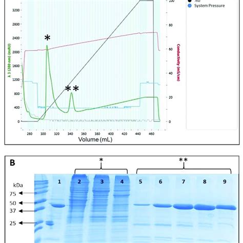 Recombinant Production Purification And Identification Of Fabs A