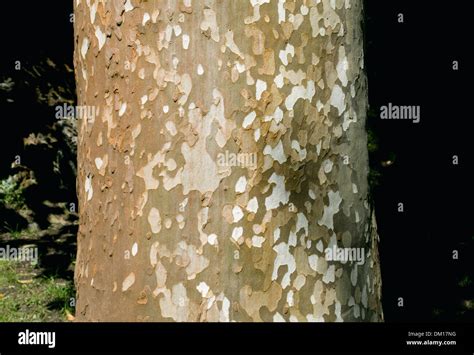 Plane Tree Bark Stock Photo Alamy
