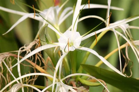 Spider Lily Crinum Asiaticum In Bloom In A Garden Pix Sanjiv Shukla Stock Photo Image Of