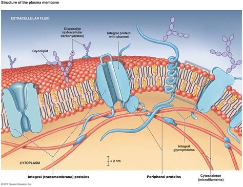 Labeled Diagram Of Plasma Membrane Lovely Antphy 1 Study Guide 2014 15