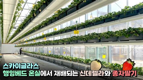 퍼밋 퍼밋랜드 행잉베드 스마트팜 유리온실 농장흰딸기 스마트팜 농장 시설 Youtube